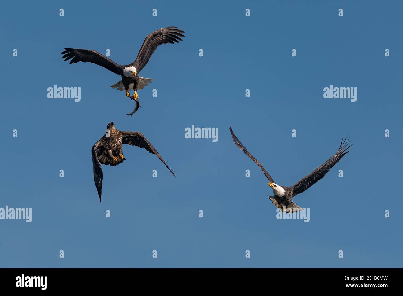 three bald eagles fighting for a fish in the mid air, Conowingo, MD, USA Stock Photo - Alamy