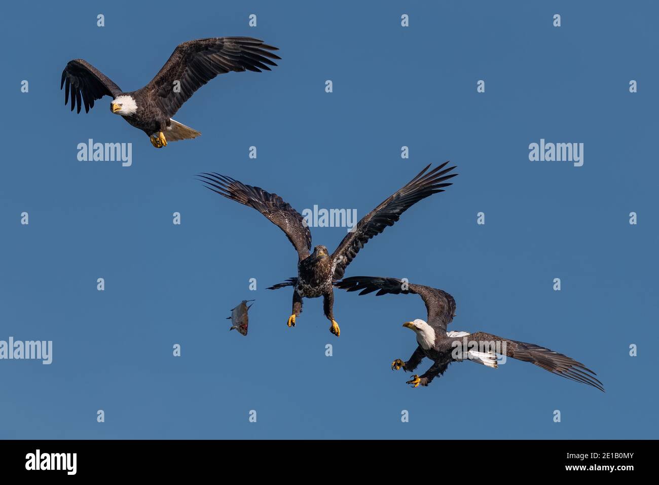 three bald eagles fighting for a fish in the mid air, Conowingo, MD, USA Stock Photo - Alamy