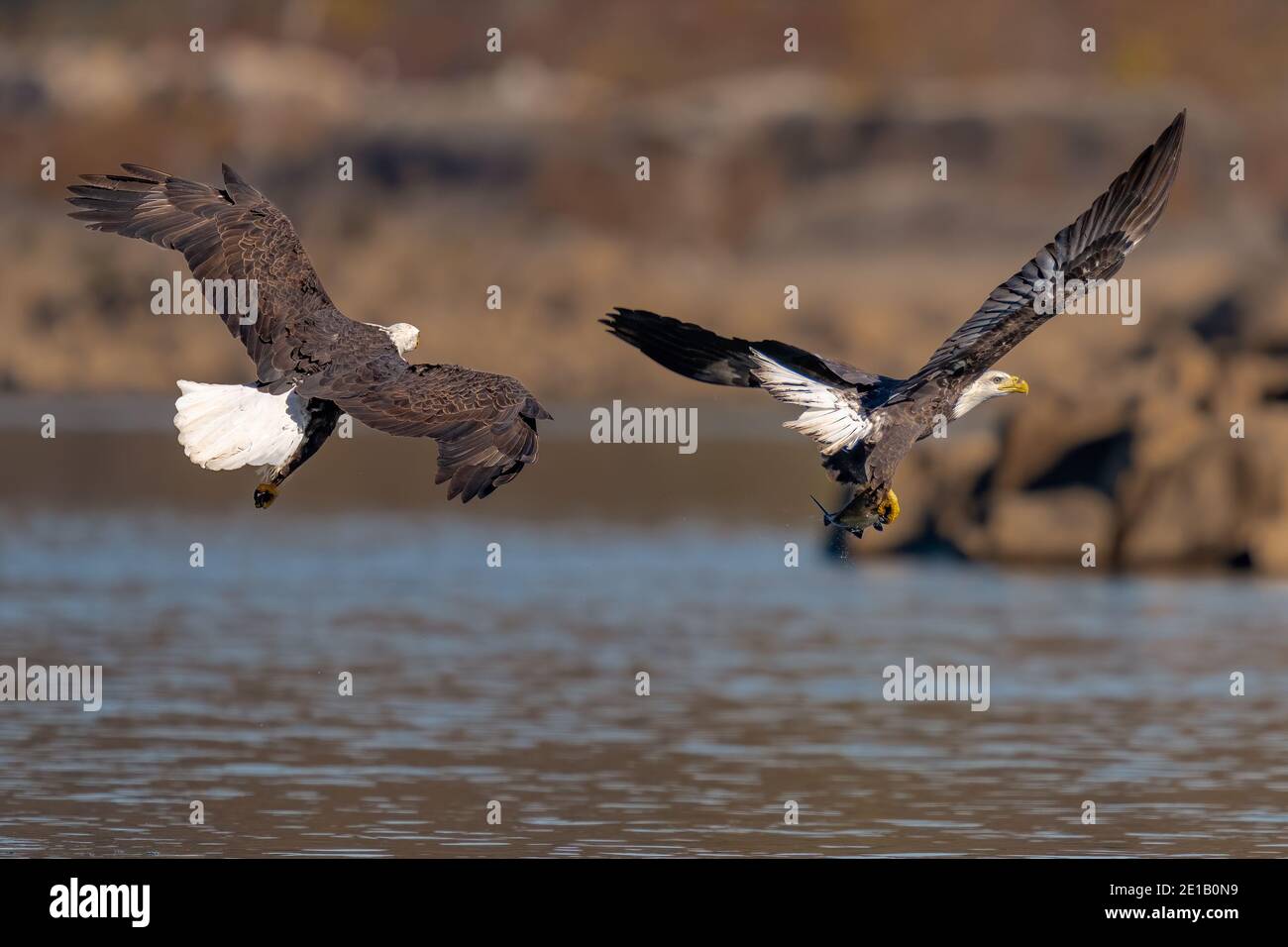 Two bald eagles fighting for a fish in the mid air, Conowingo, MD, USA ...