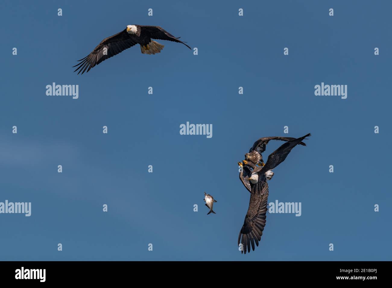 Bald eagles fight fish hi-res stock photography and images - Alamy