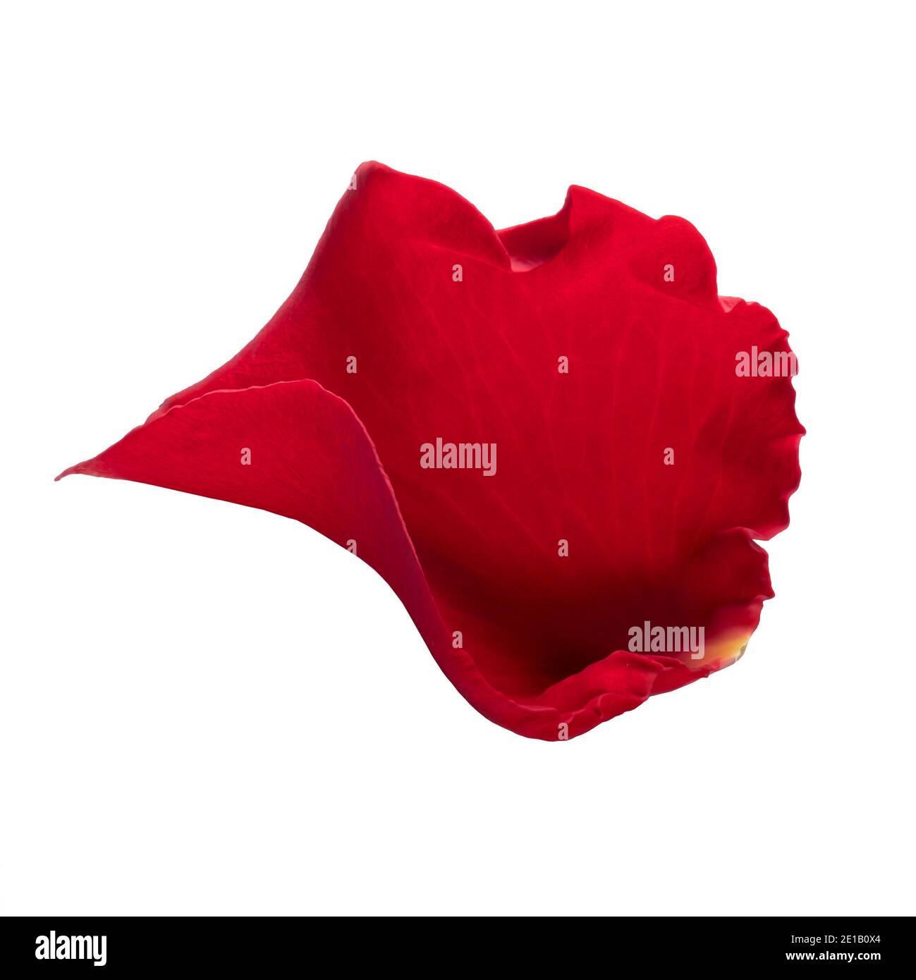 One red rose petal on white background isolated Stock Photo - Alamy