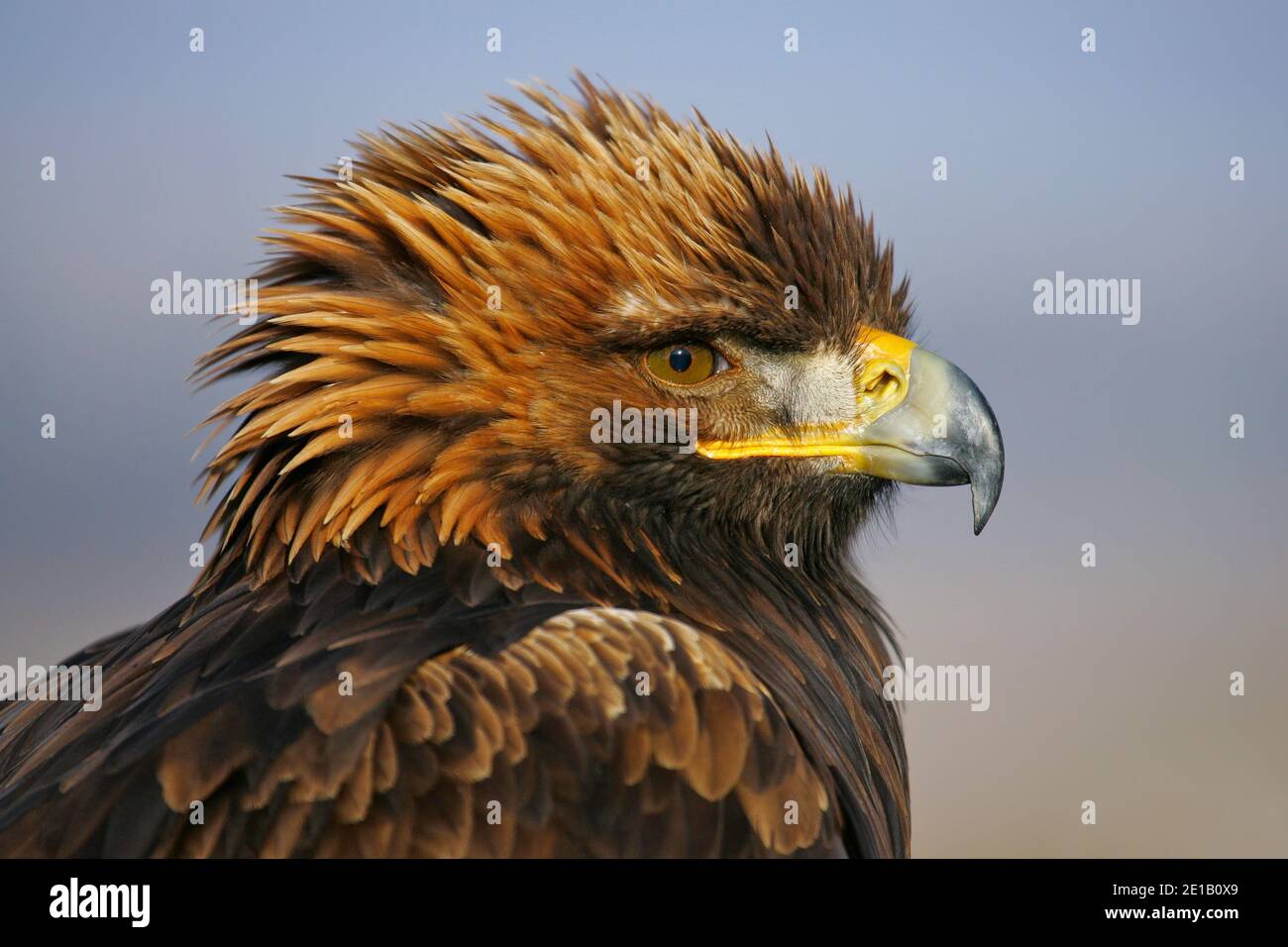 European Golden Eagle (Aquila chrysaetos) head portrait, Austria Stock ...
