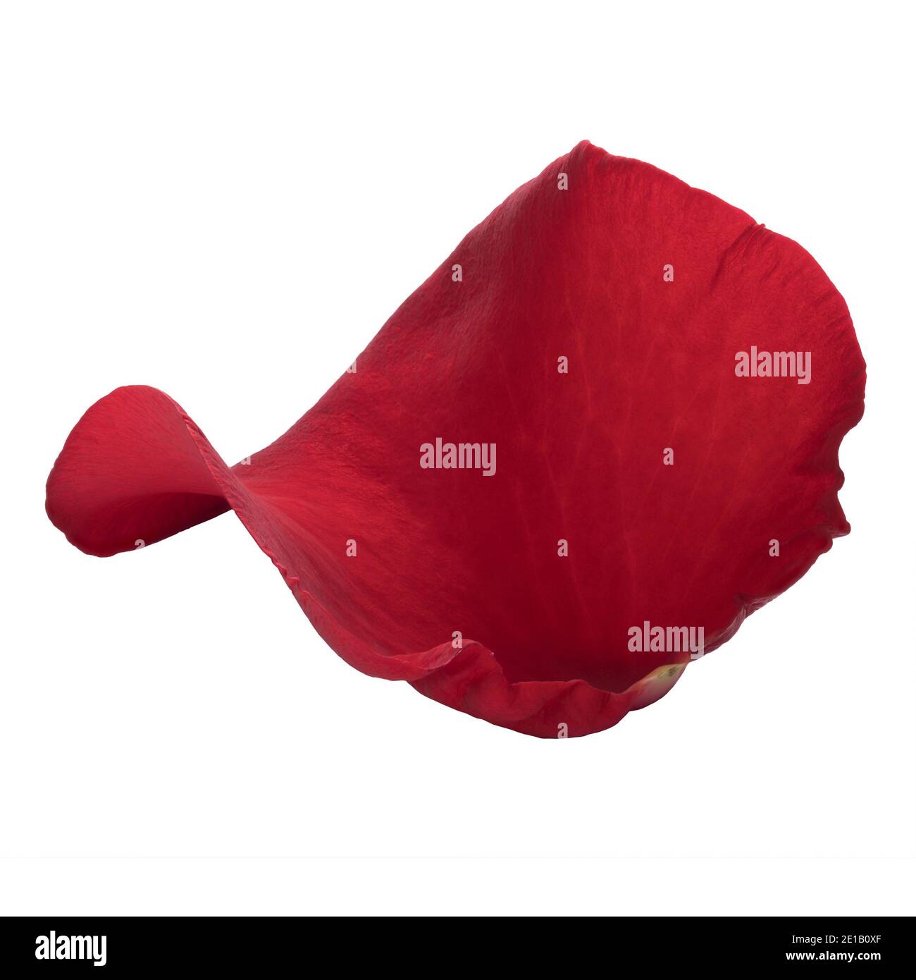 One red rose petal on white background isolated Stock Photo - Alamy
