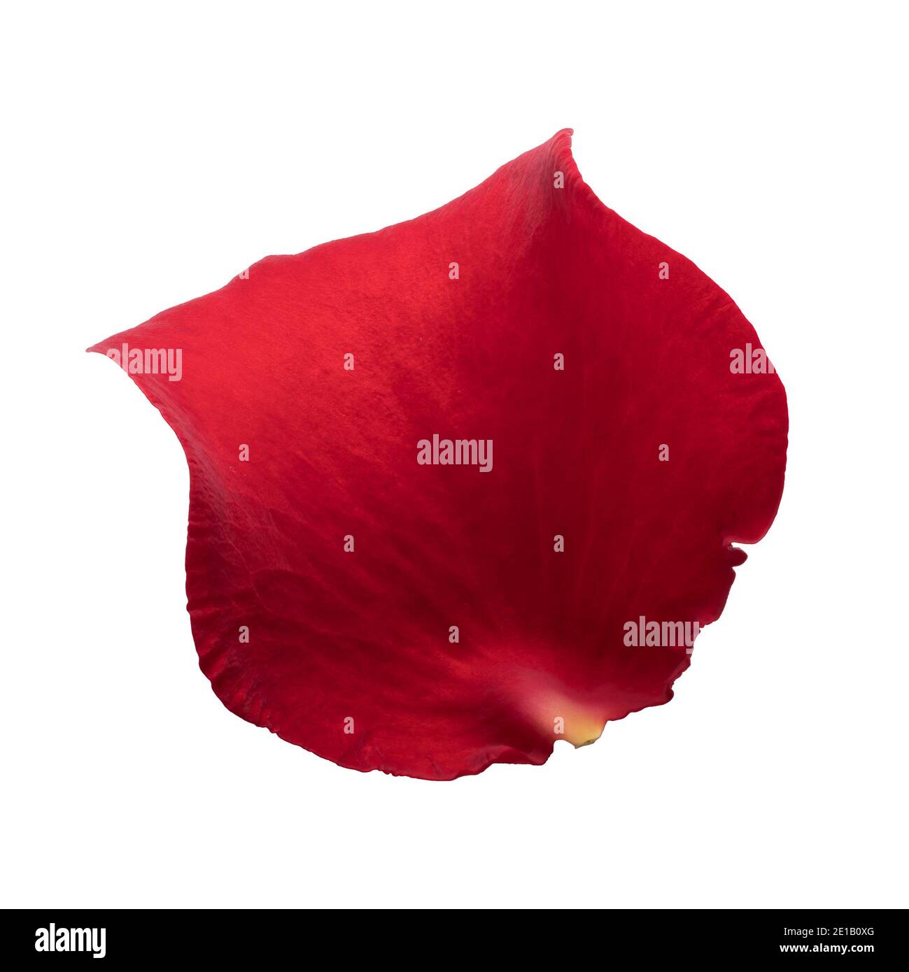 One red rose petal on white background isolated Stock Photo - Alamy