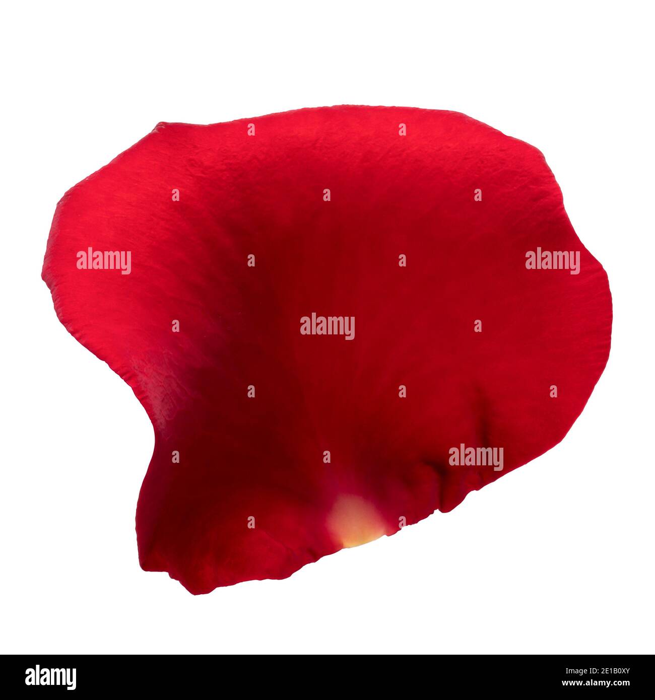 One red rose petal on white background isolated Stock Photo - Alamy