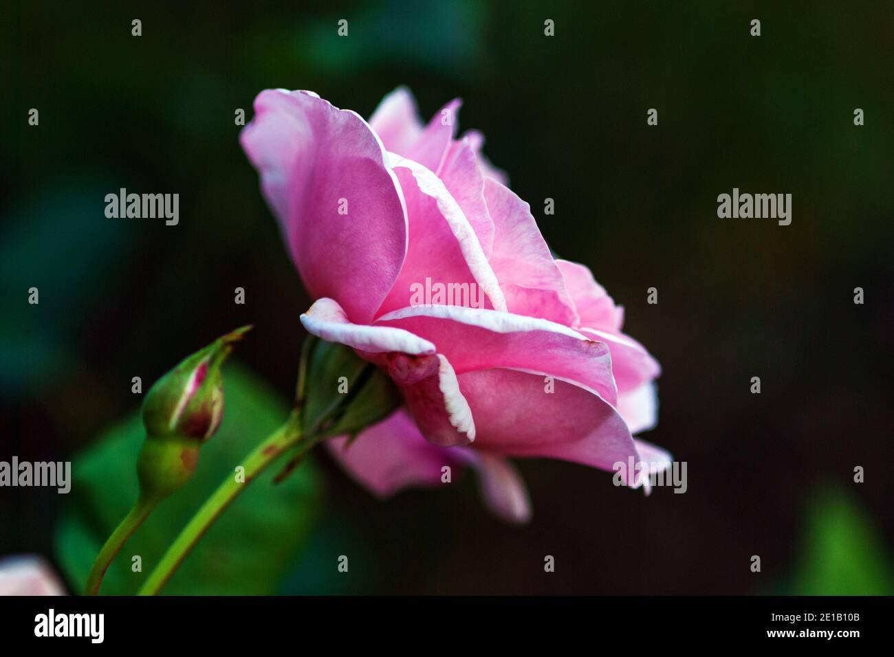 Single pink rose flower in the garden Stock Photo - Alamy