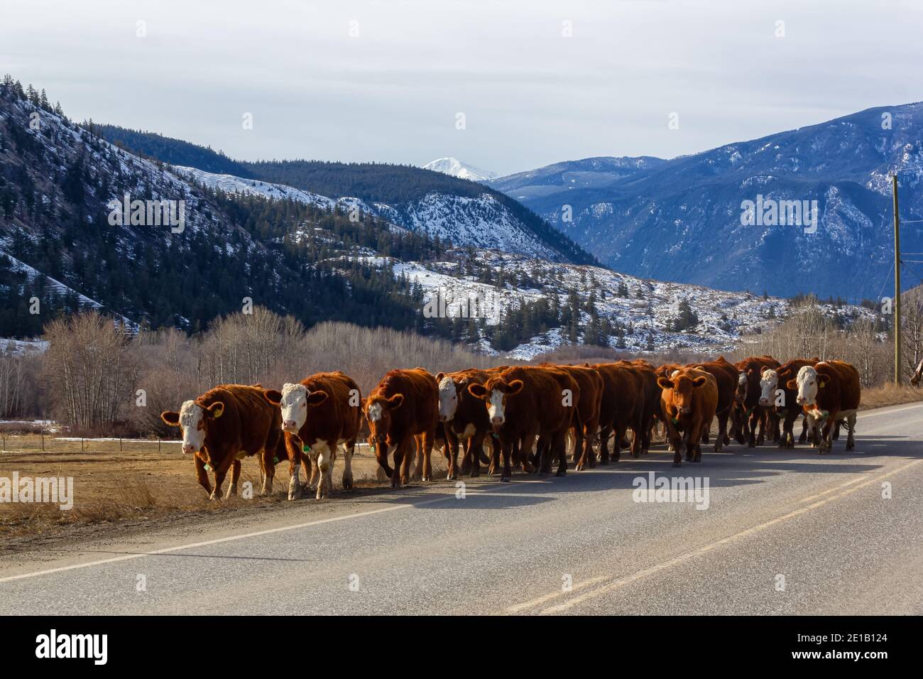 Herd of Cows walking on the road in the country side farm lands Stock ...