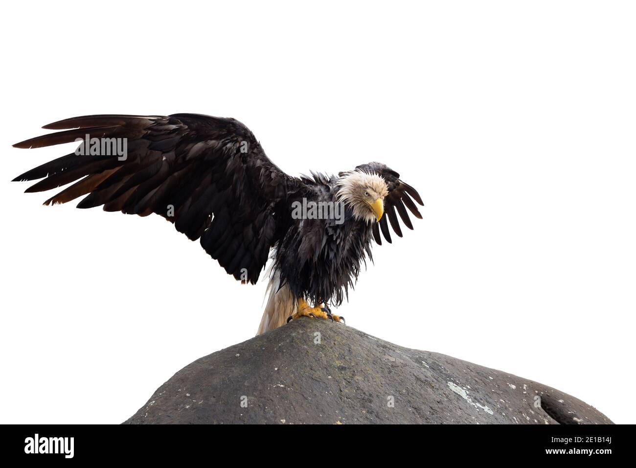 Bald Eagle sitting on a rock with Wings Wide Open Stock Photo - Alamy