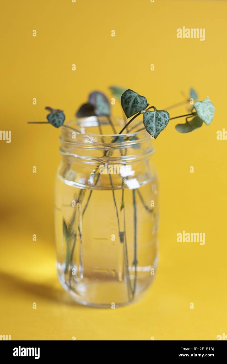 Rooting jar hi-res stock photography and images - Alamy