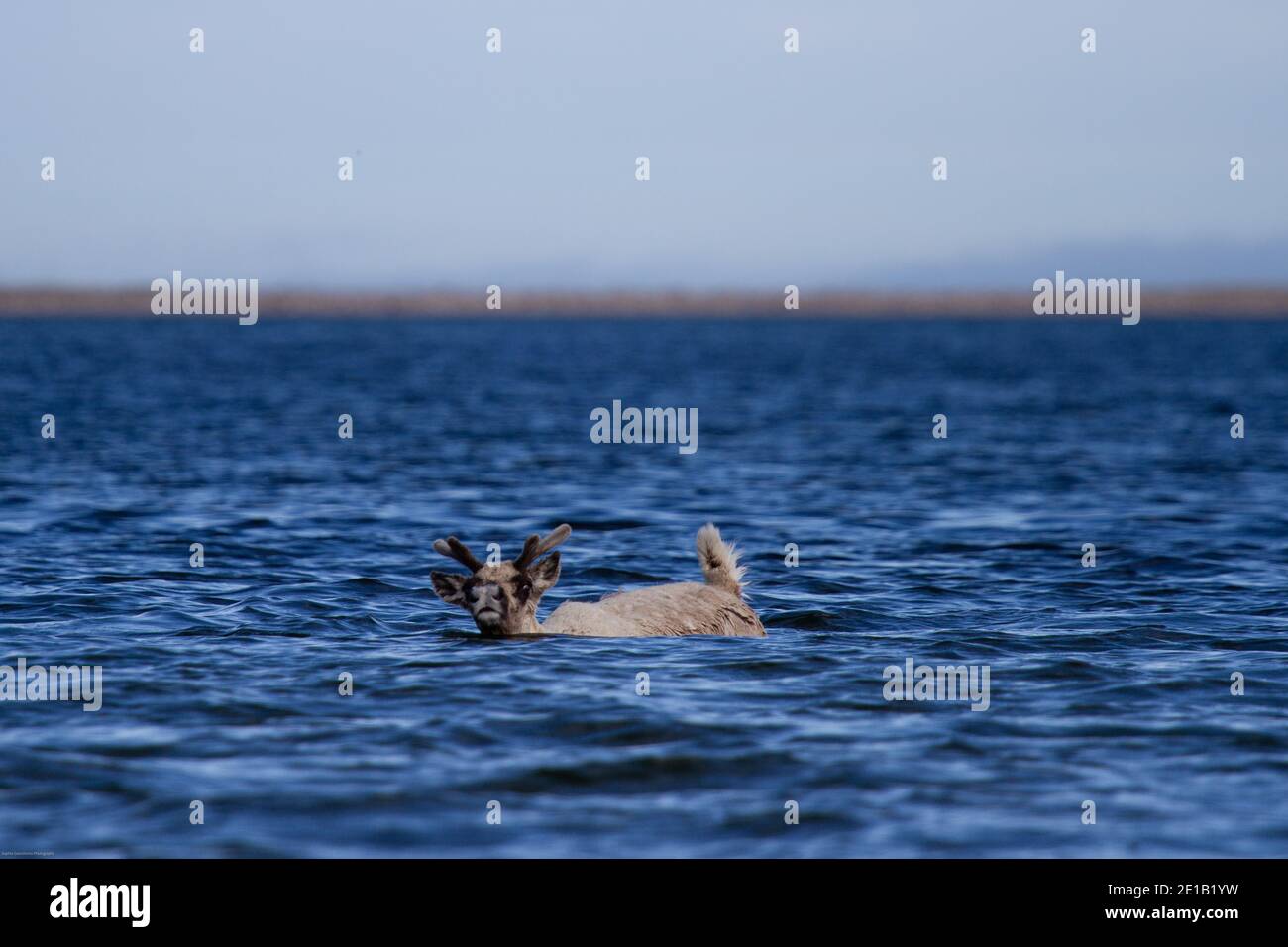 Caribou migration hi-res stock photography and images - Alamy