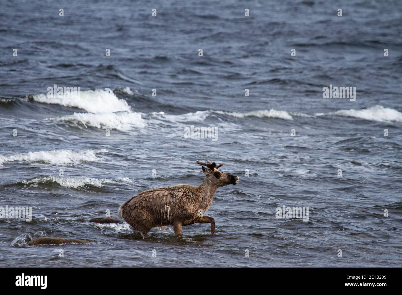 Barren ground caribou rangifer tarandus hi-res stock photography and ...