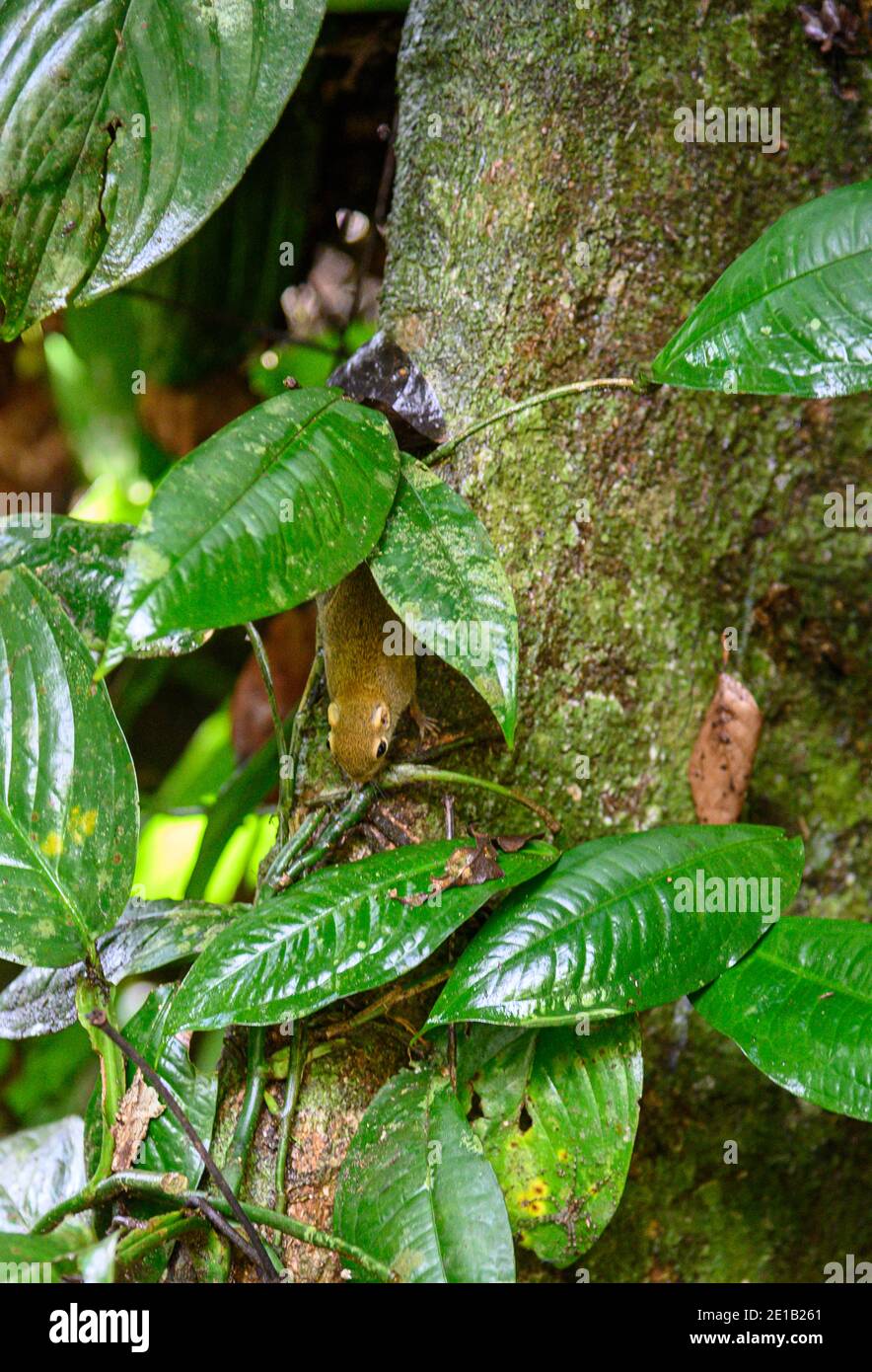 Rainforest wildlife borneo hi-res stock photography and images - Alamy
