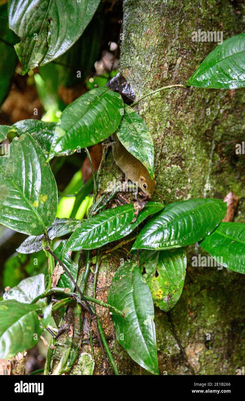 Rainforest squirrel hi-res stock photography and images - Alamy
