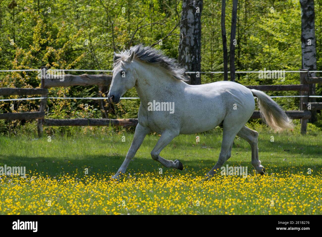 Bouncing horse hi-res stock photography and images - Alamy