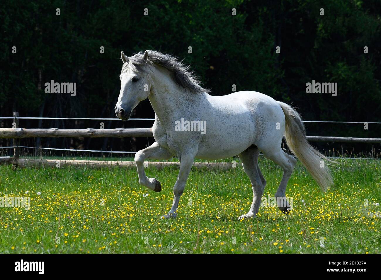 Bouncing horse hi-res stock photography and images - Alamy