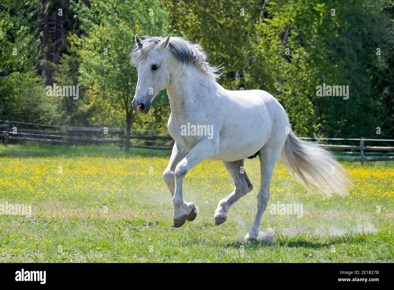 Bouncing white stallion hi-res stock photography and images - Alamy