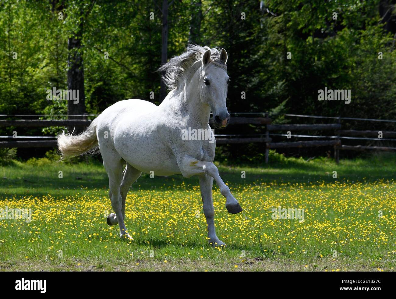 Bouncing horse hi-res stock photography and images - Alamy