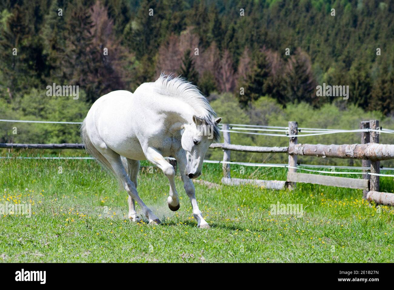 Bouncing horse hi-res stock photography and images - Alamy