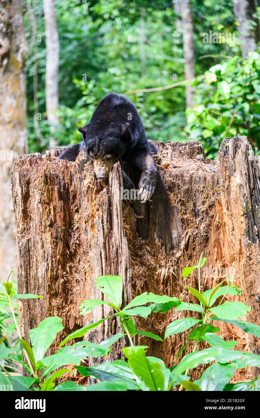 Borneo sun bear conservation center hi-res stock photography and images ...