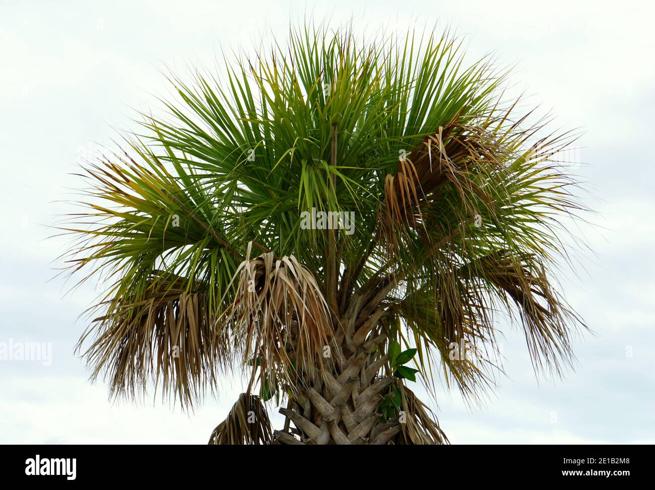 Tropical pine hi-res stock photography and images - Alamy