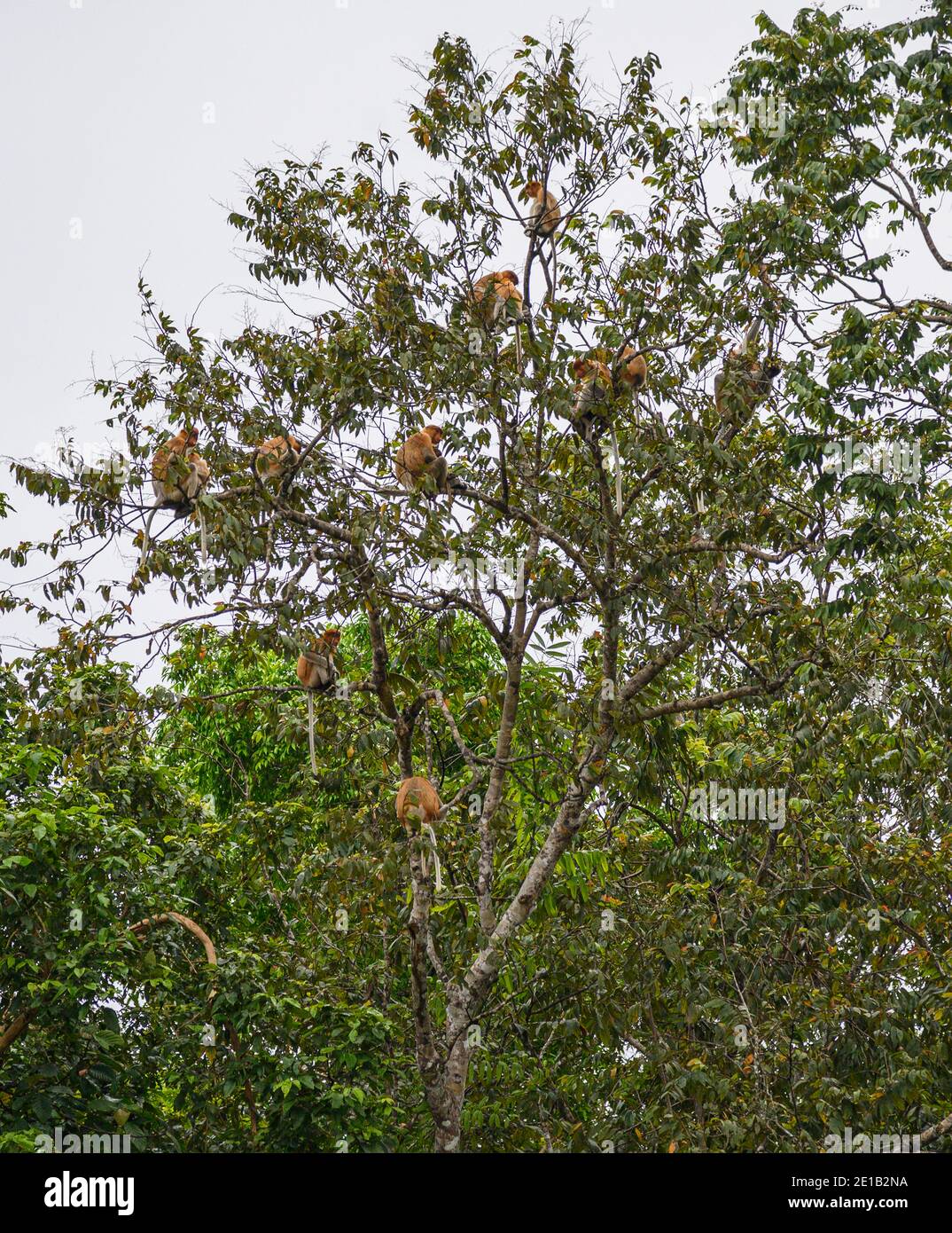 Probus monkey hi-res stock photography and images - Alamy