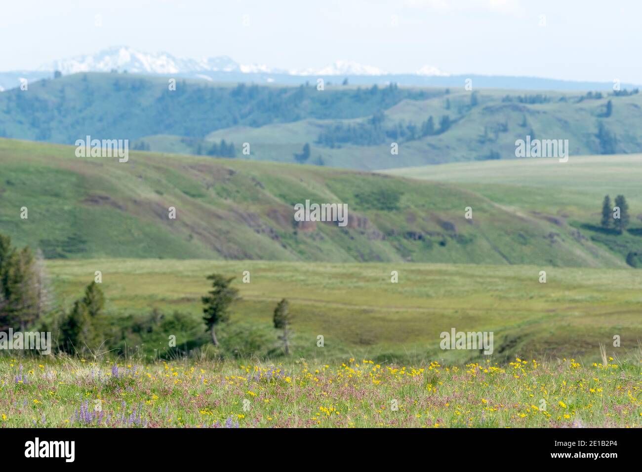 Wildflowers zumwalt prairie hi-res stock photography and images - Alamy