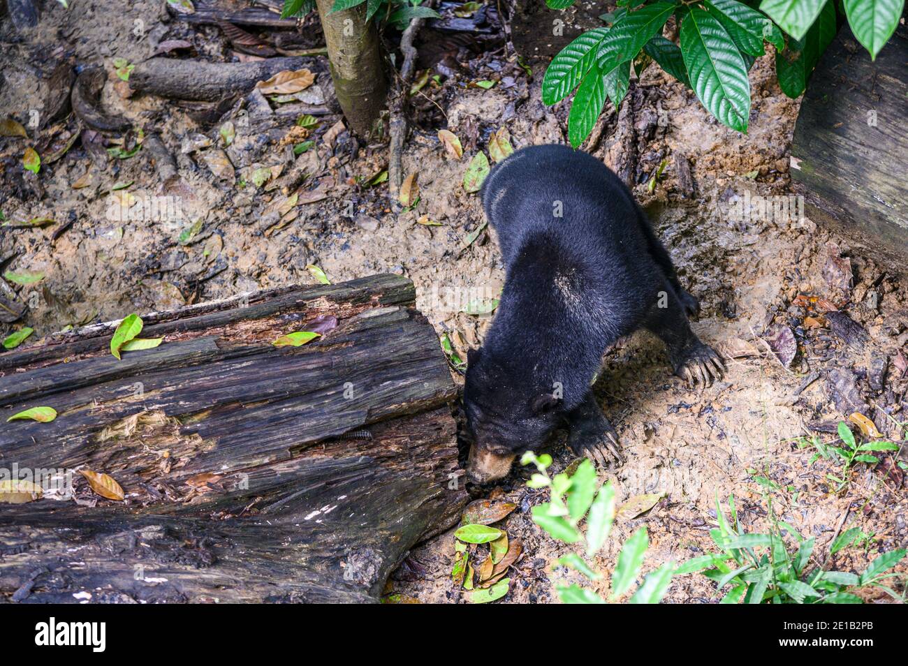 Borneo sun bear conservation center hi-res stock photography and images ...