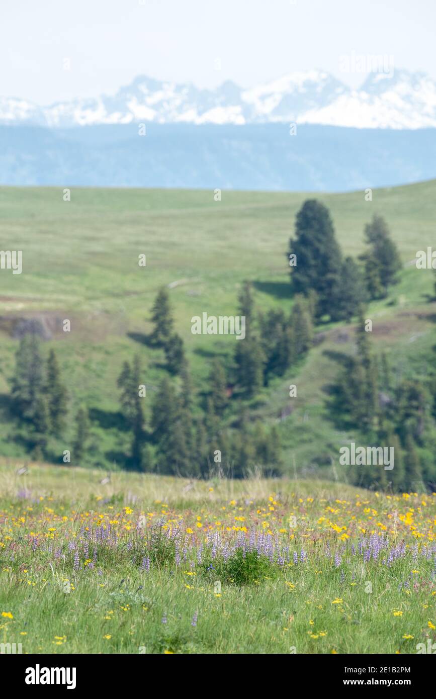 Wildflowers zumwalt prairie hi-res stock photography and images - Alamy