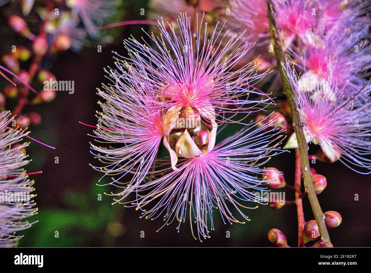 Powder puff tree hi-res stock photography and images - Alamy