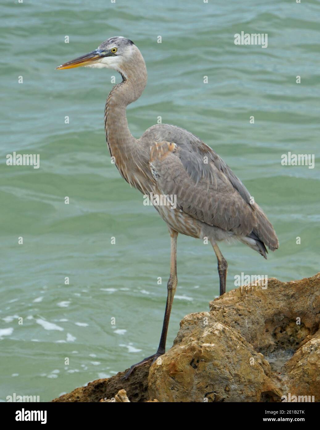 A beautiful grey egret bird hunting for fish by the bay Stock Photo - Alamy