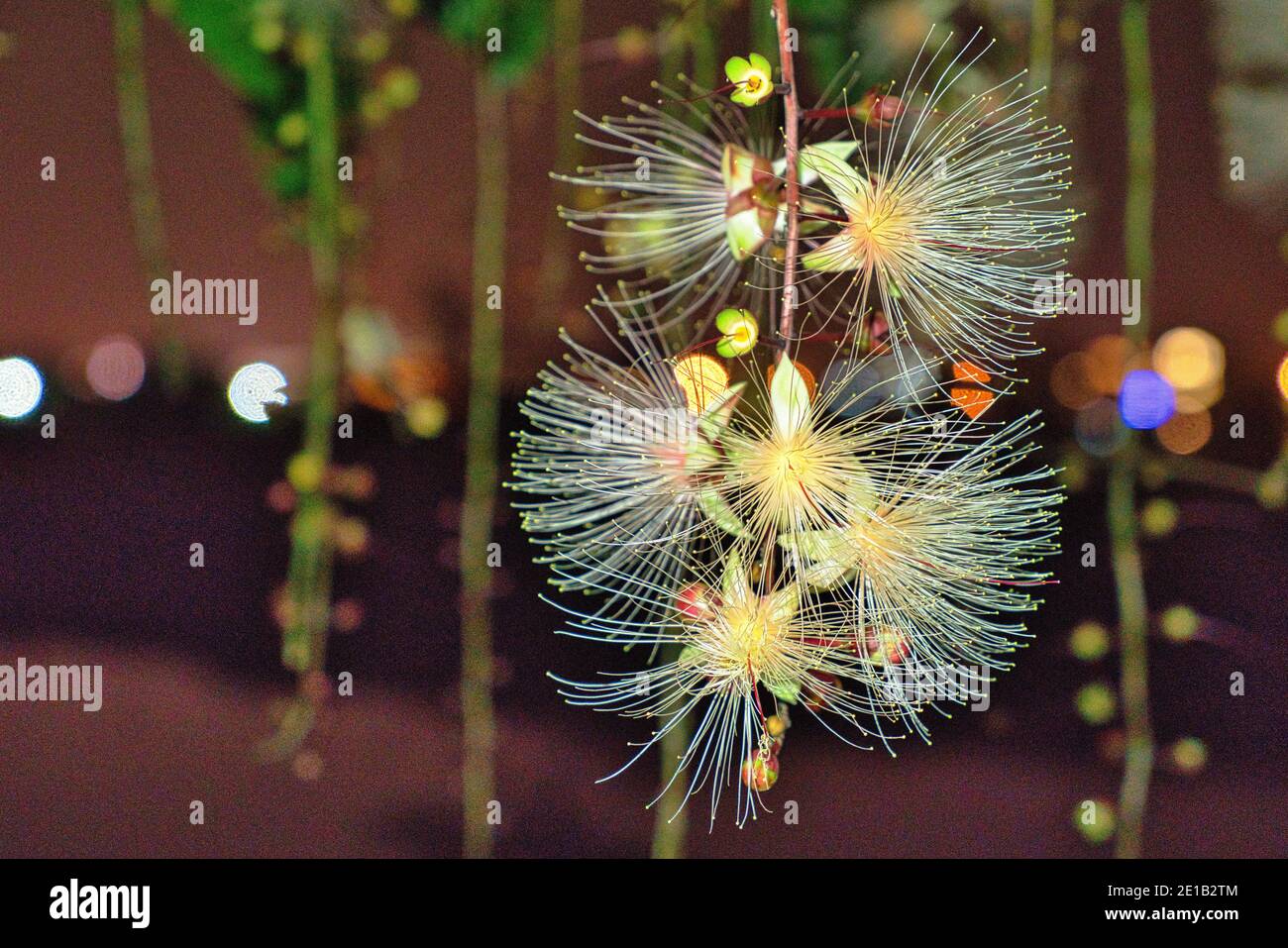 Barringtonia racemosa or powder puff tree flower at night in Yilan ...