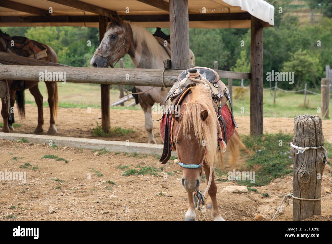 Beautiful pony hi-res stock photography and images - Alamy