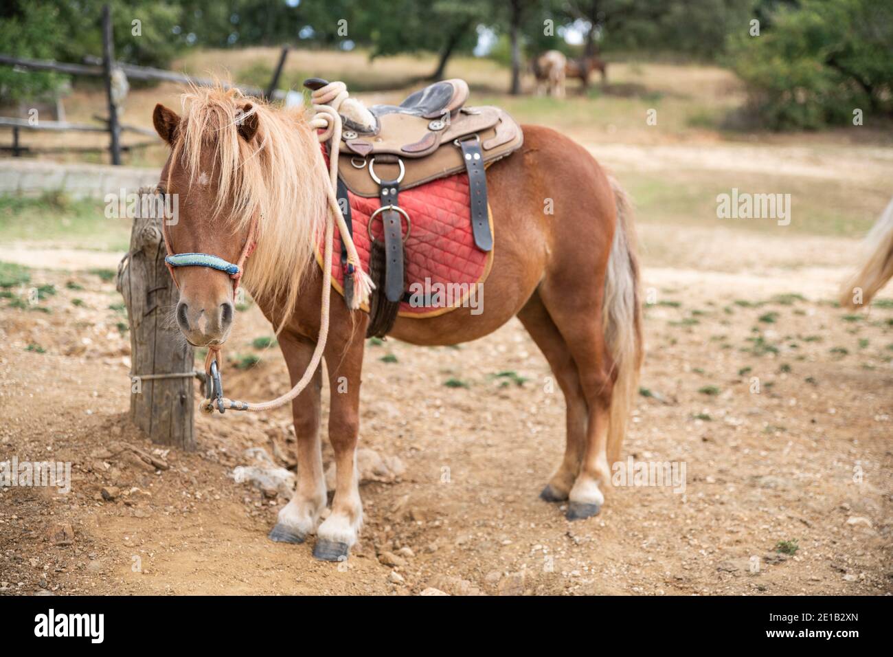 Beautiful Pony Stand in a Wild West Farm Stock Photo - Alamy