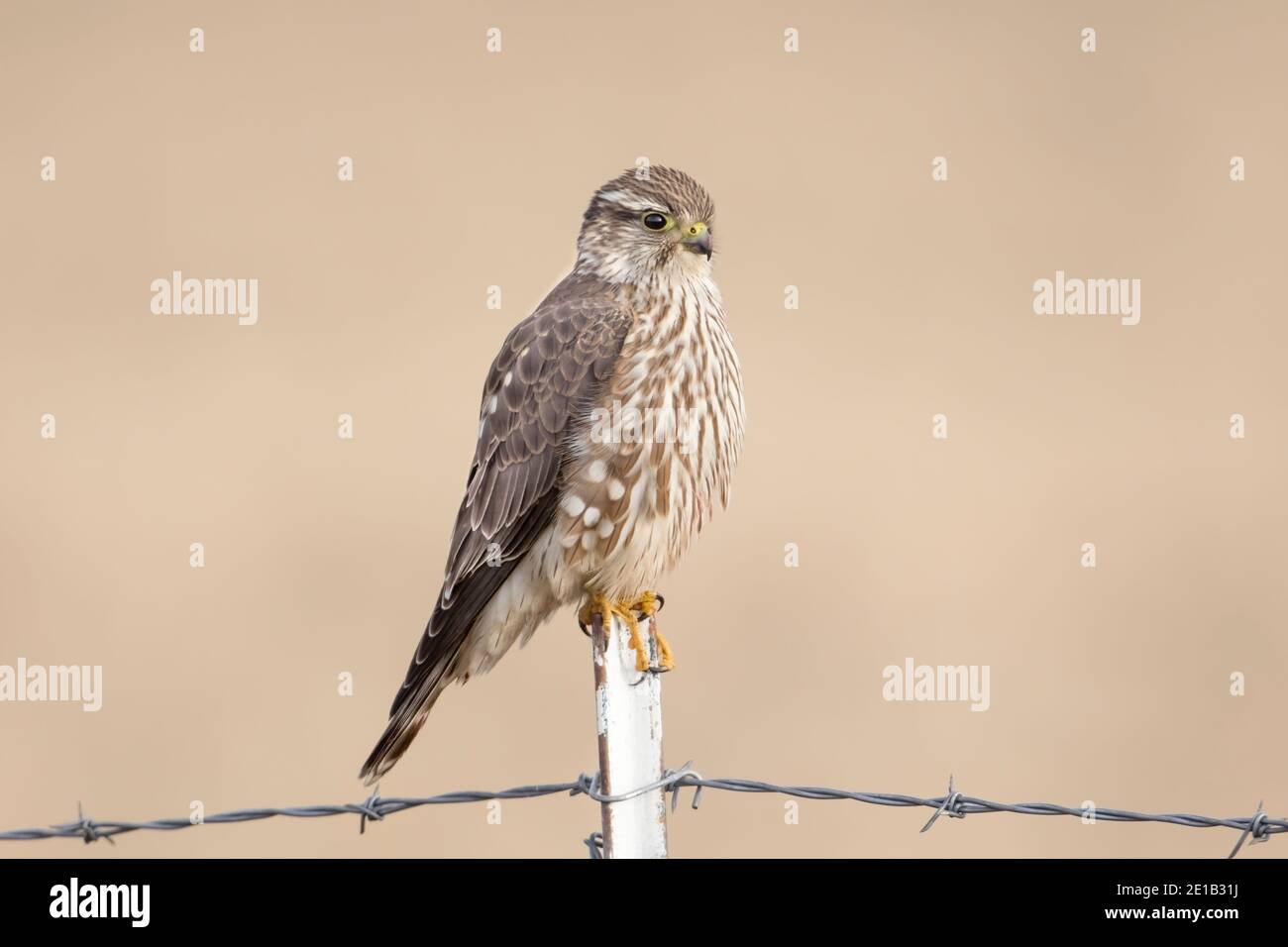 Prairie falcon hi-res stock photography and images - Alamy