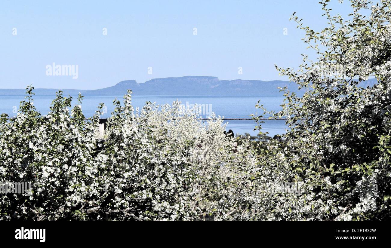 Spring blossoms grace the foreground while Lake Superior and the ...
