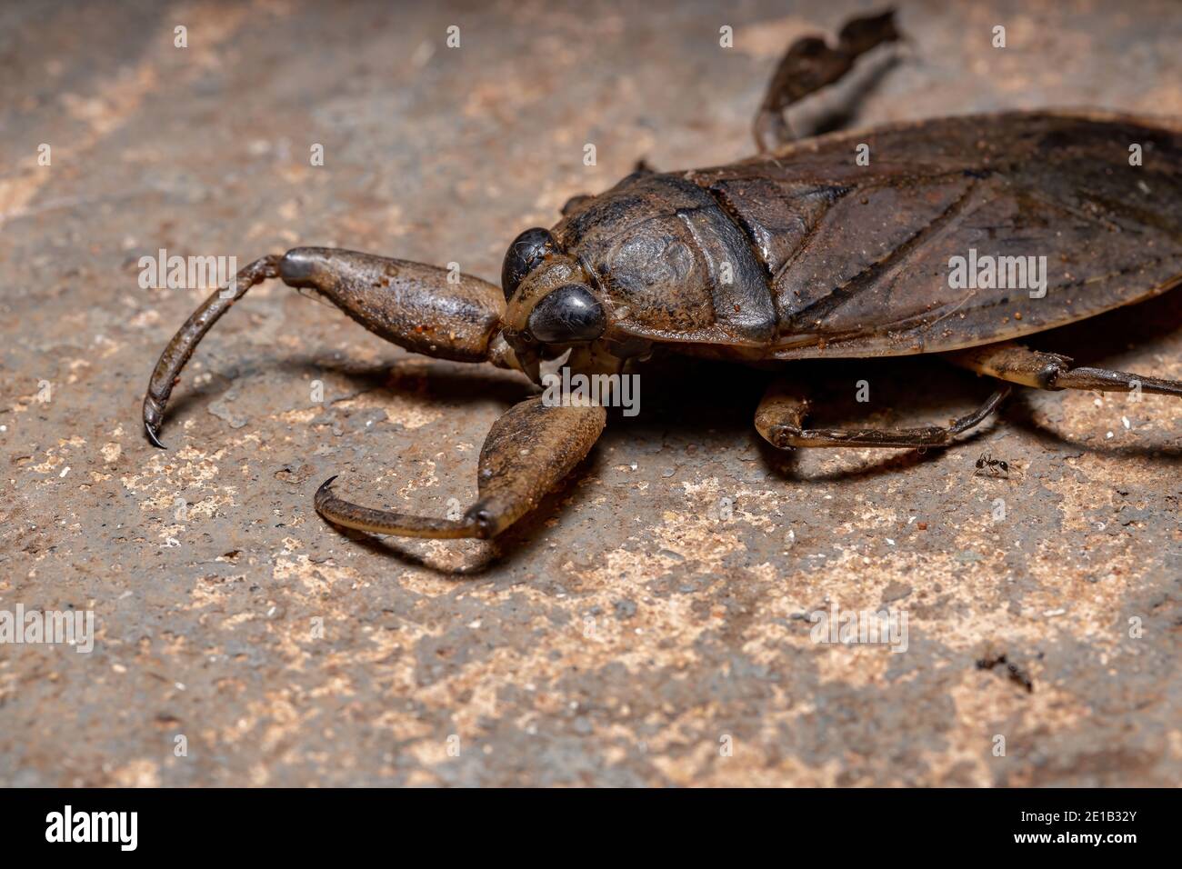 Adult Giant Water Bug of the Genus Lethocerus Stock Photo - Alamy