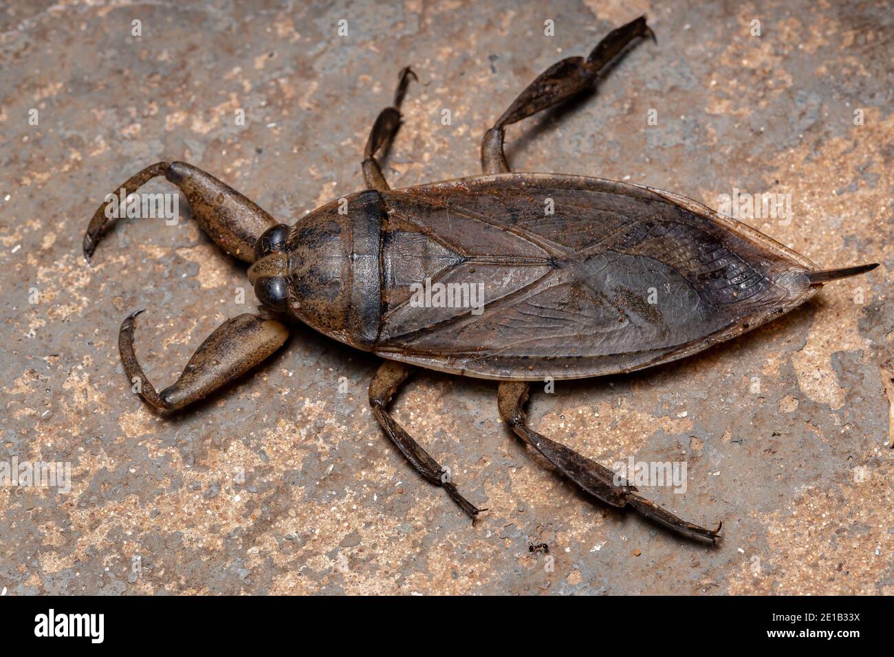 Lethocerus hi-res stock photography and images - Alamy