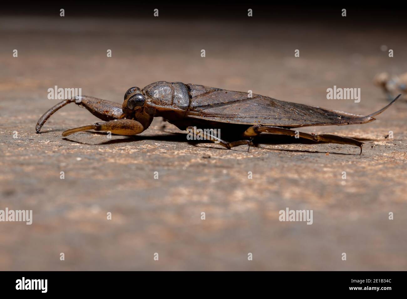Water bug hi-res stock photography and images - Alamy