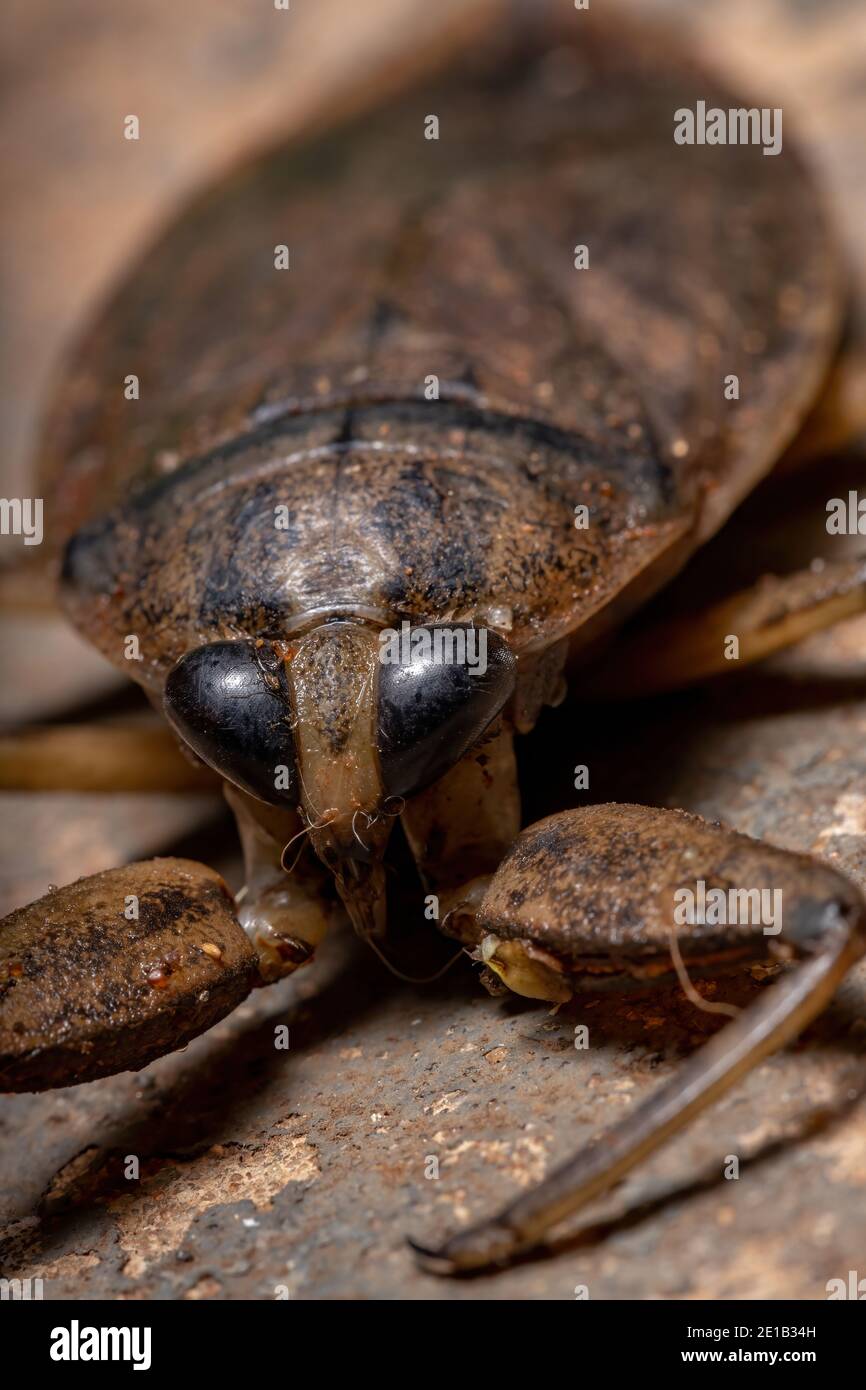 Adult Giant Water Bug of the Genus Lethocerus Stock Photo - Alamy