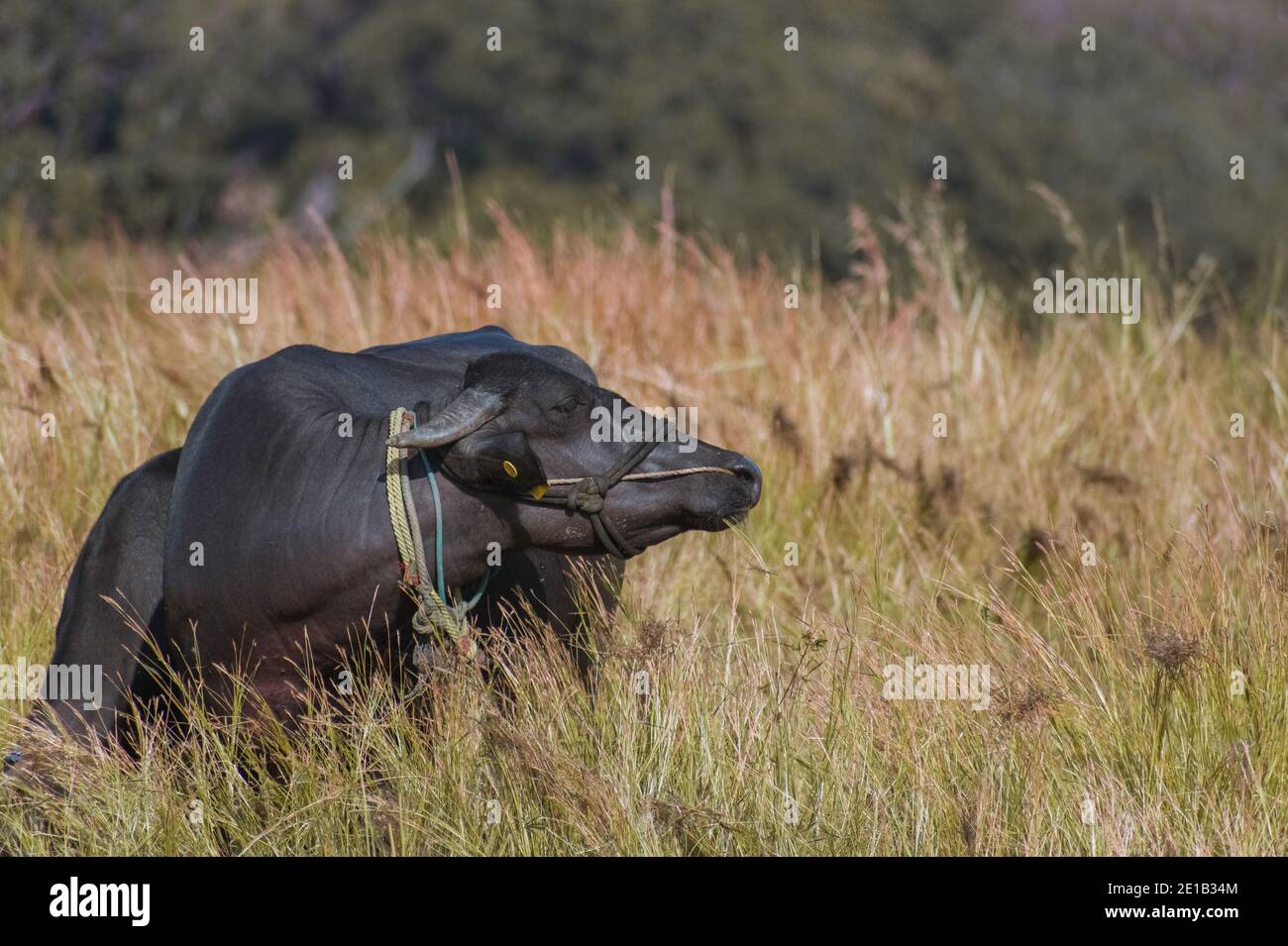 Murrah buffalo hi-res stock photography and images - Alamy