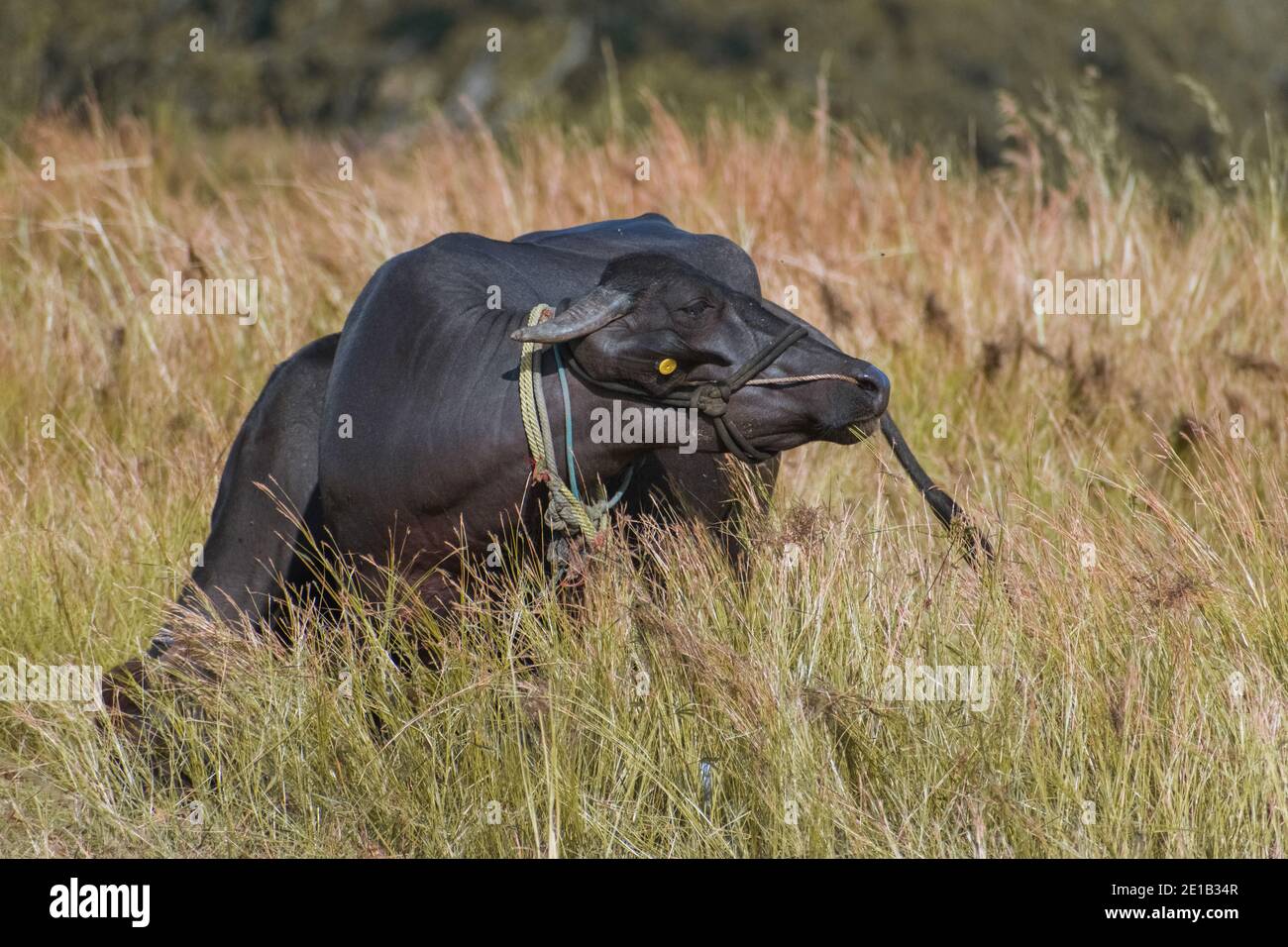 Murrah buffalo hi-res stock photography and images - Alamy