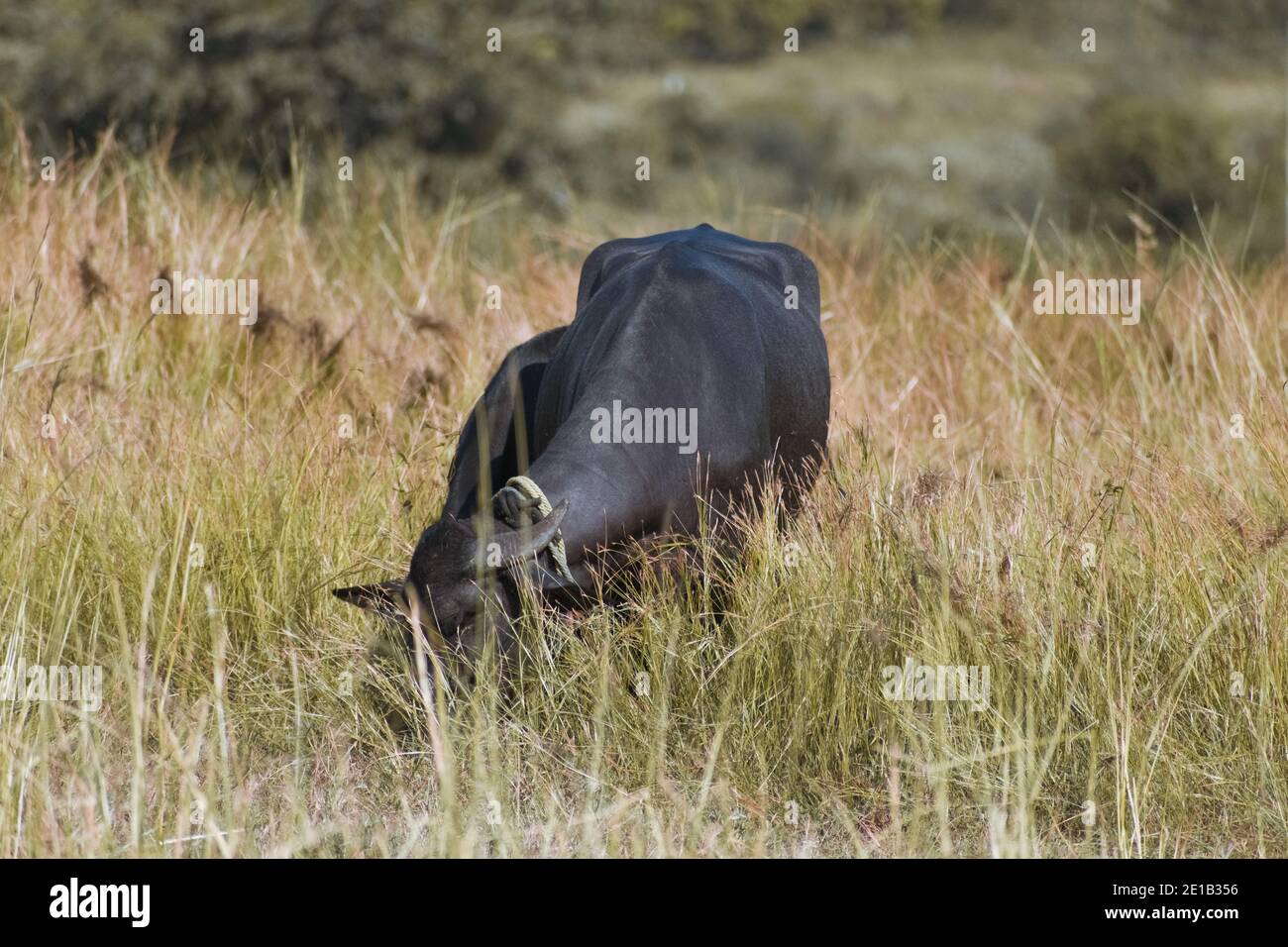 Murrah buffalo hi-res stock photography and images - Alamy