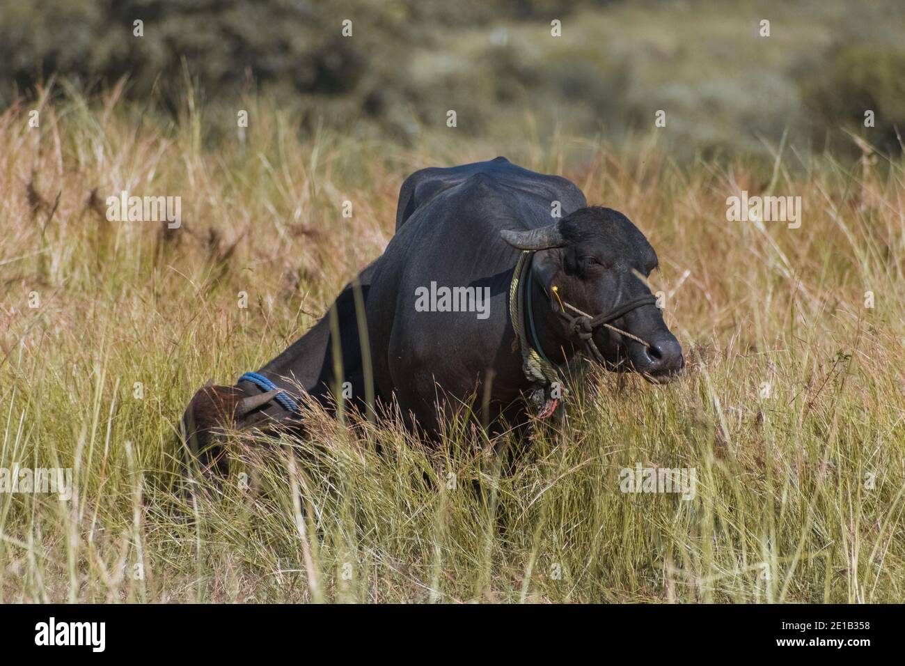 Murrah buffalo hi-res stock photography and images - Alamy