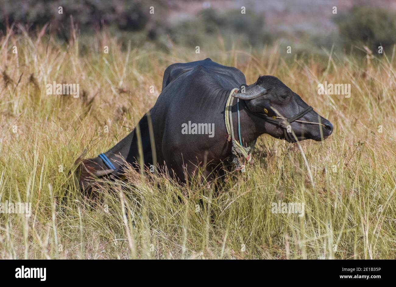Indian murrah buffalo eating grass on the field Stock Photo - Alamy