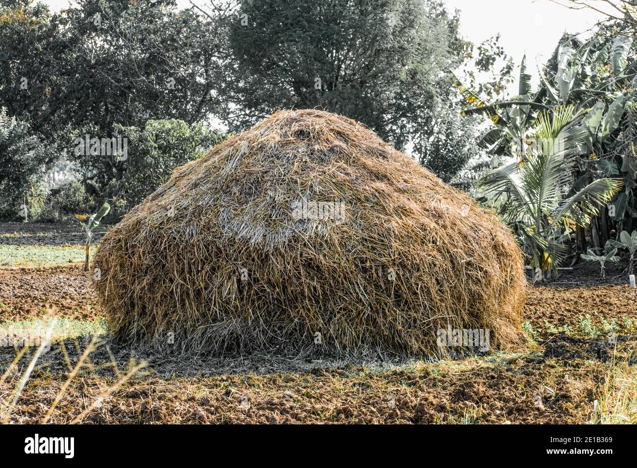 Rice straw, paddy storage hut like structure in India Stock Photo - Alamy