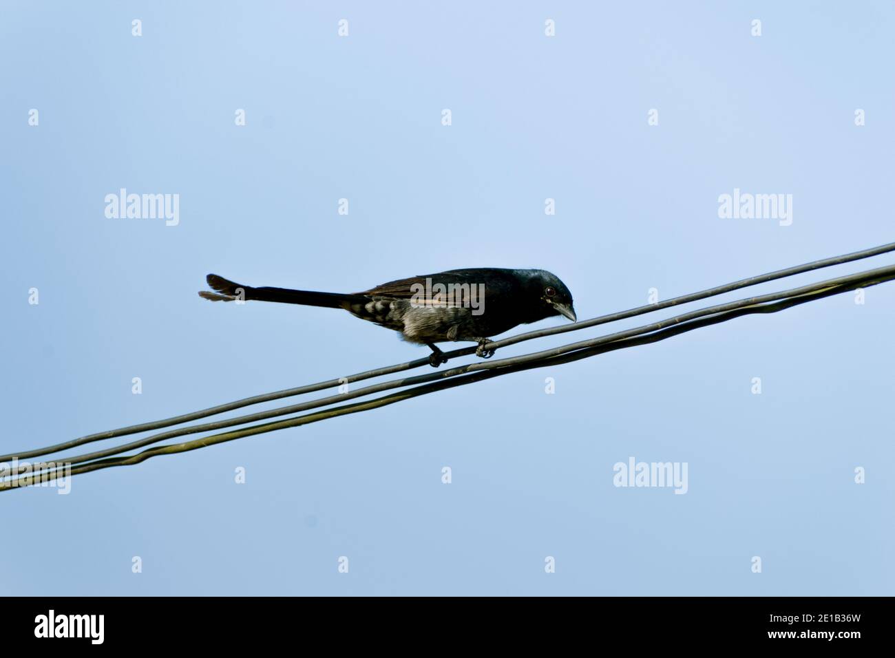 Bronzed black hi-res stock photography and images - Alamy