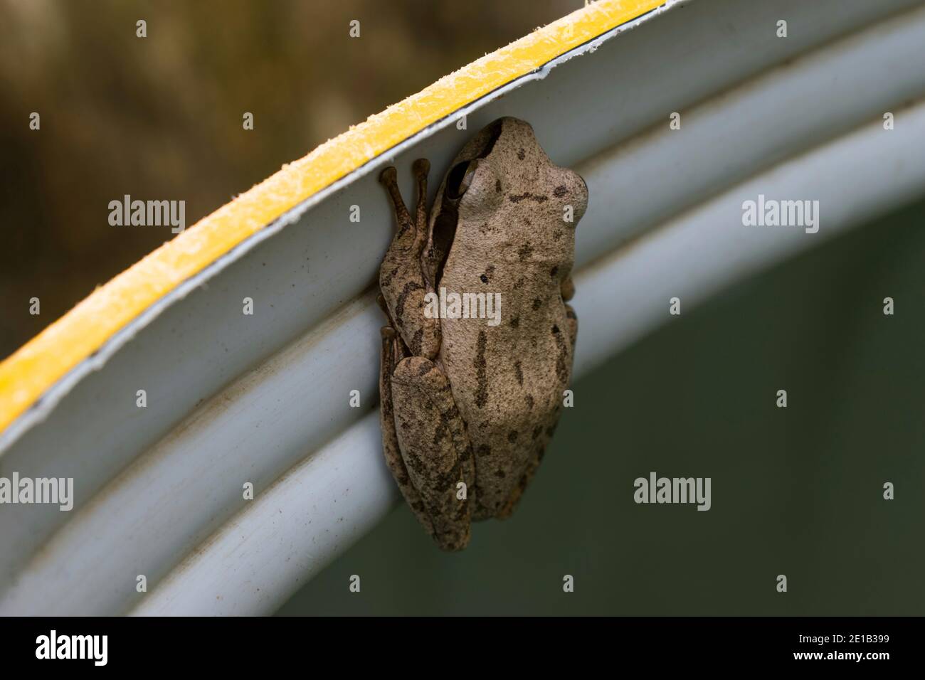 Southern brown tree frog hi-res stock photography and images - Alamy