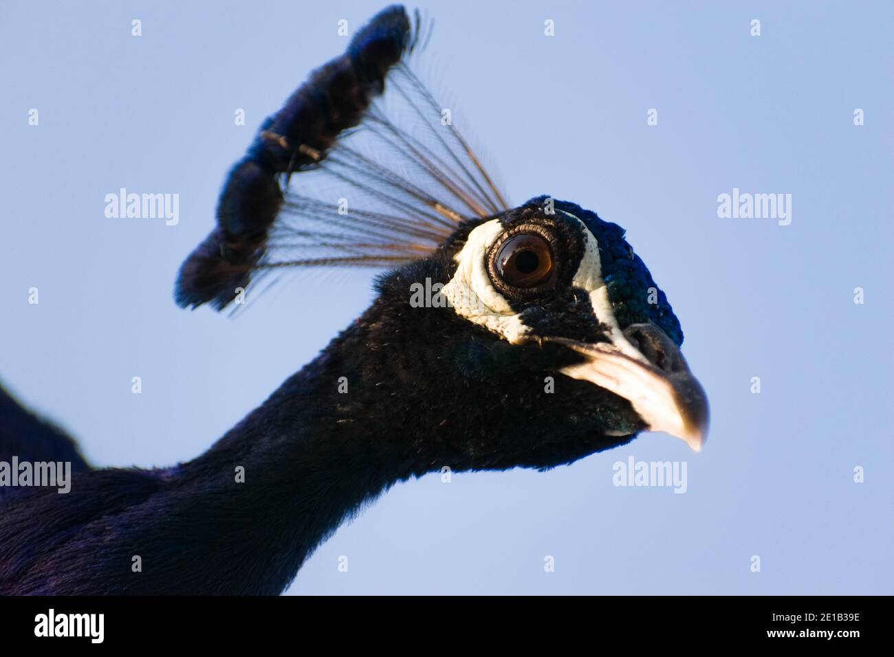 Bald shiny head hi-res stock photography and images - Alamy