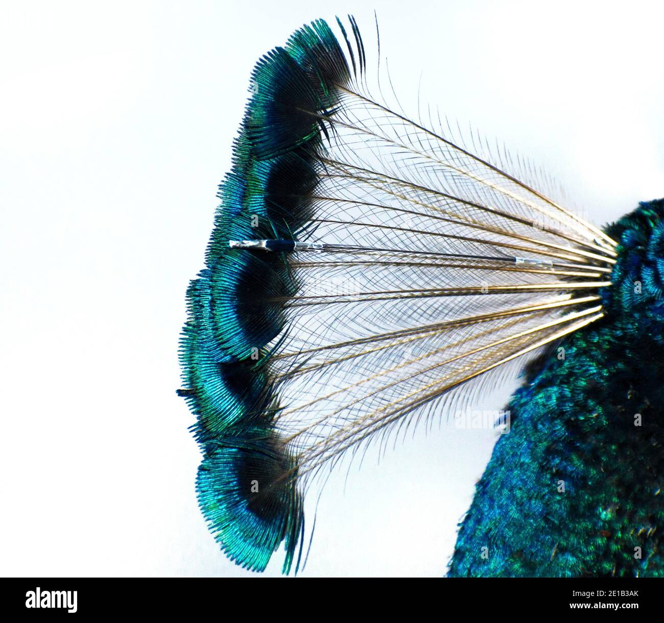 Peacock crest feathers close up shot isolated on white Stock Photo - Alamy