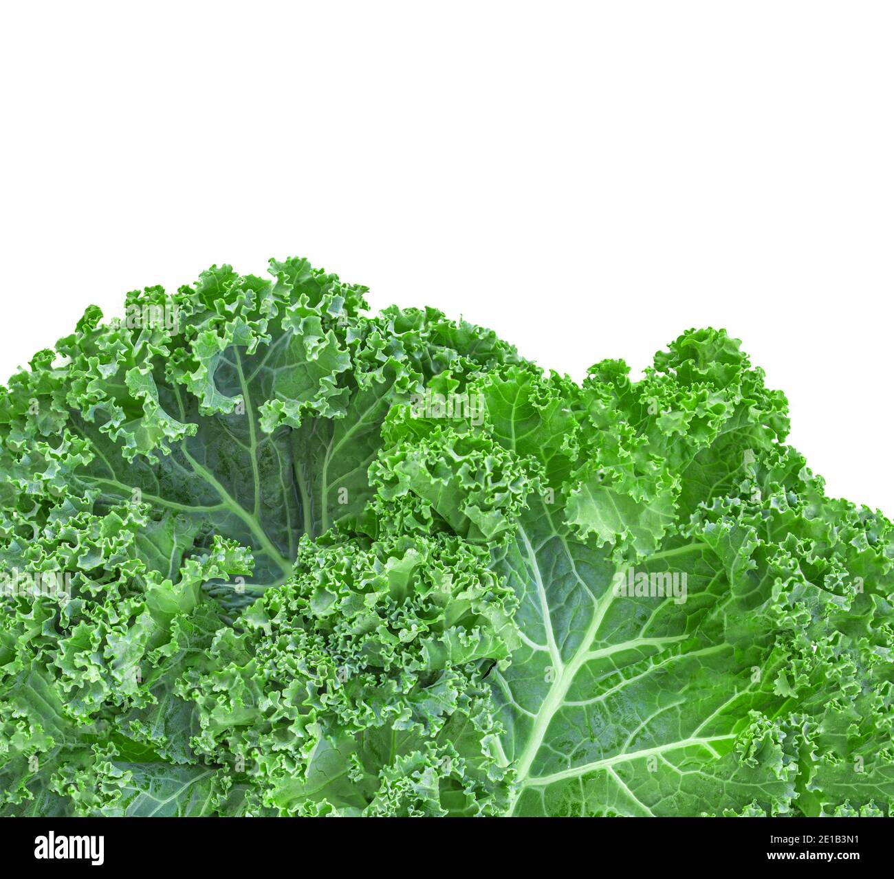 Kale leaf salad vegetable isolated on white background. Greens Border ...